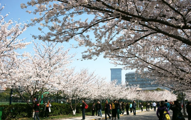 同济园樱花烂漫春意浓 图 同济大学新闻网