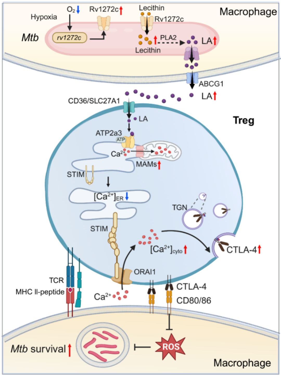 同济大学戈宝学团队合作发现结核杆菌上调调节性T细胞（Treg）CTLA-4抑制宿主抗结核免疫，成果发表于《自然微生物学》-同济大学新闻网